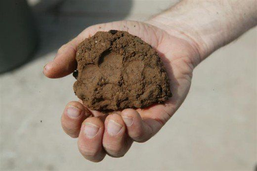 6 Steps to Till Soil by Hand: A Beginner-Friendly Way